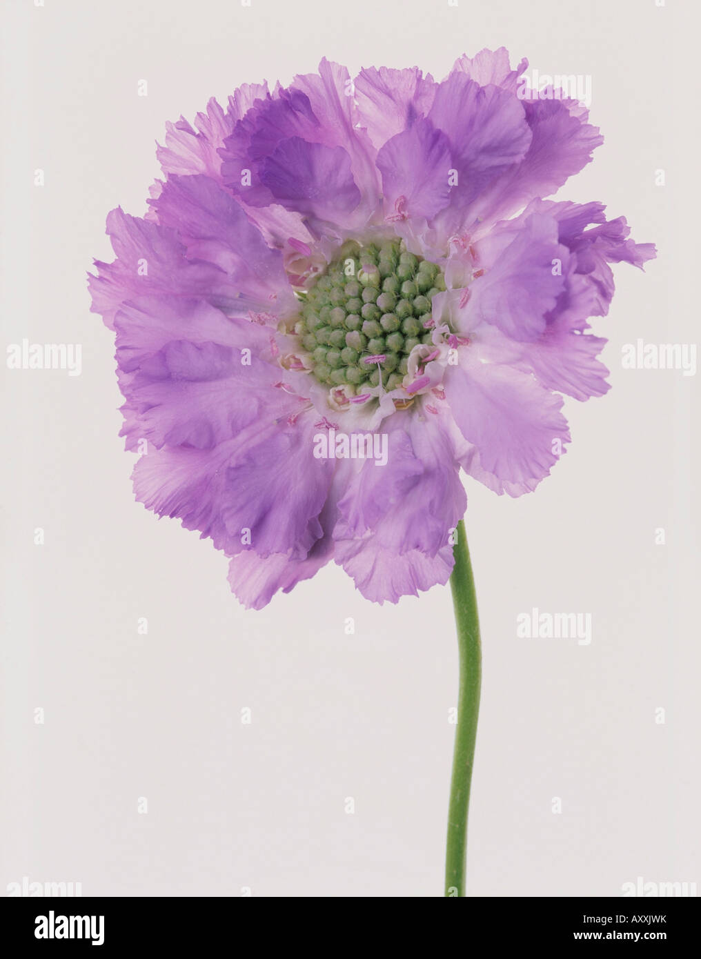 Scabious, Scabiosa caucasia 'Clive Greaves', Purple, Scabiosa, caucasia ...