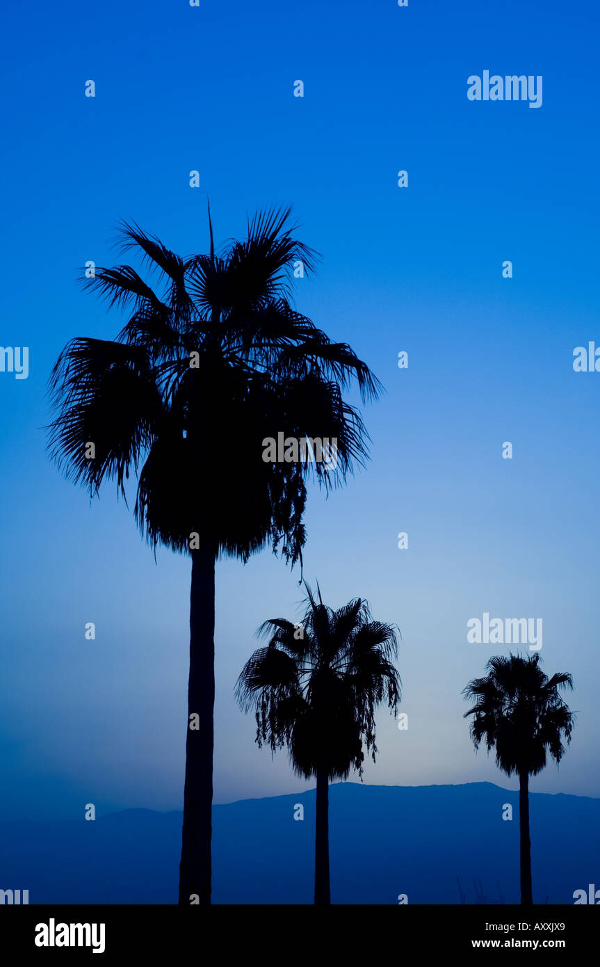 palm trees Beirut Lebanon Middle East Asia Asian Middle Eastern Stock ...