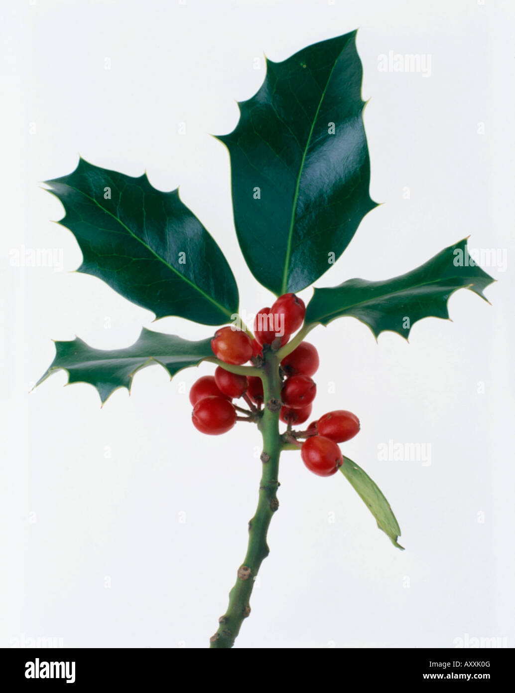 Holly red Cut Out Stock Images & Pictures - Alamy