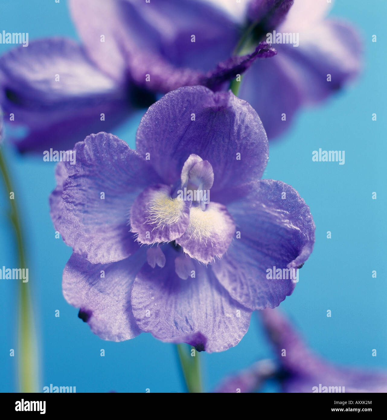 Double delphinium hi-res stock photography and images - Alamy