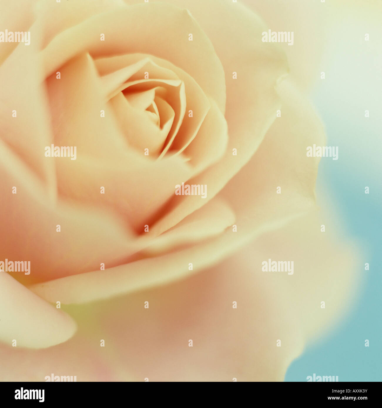 Rose, Rosa, Cream Stock Photo - Alamy