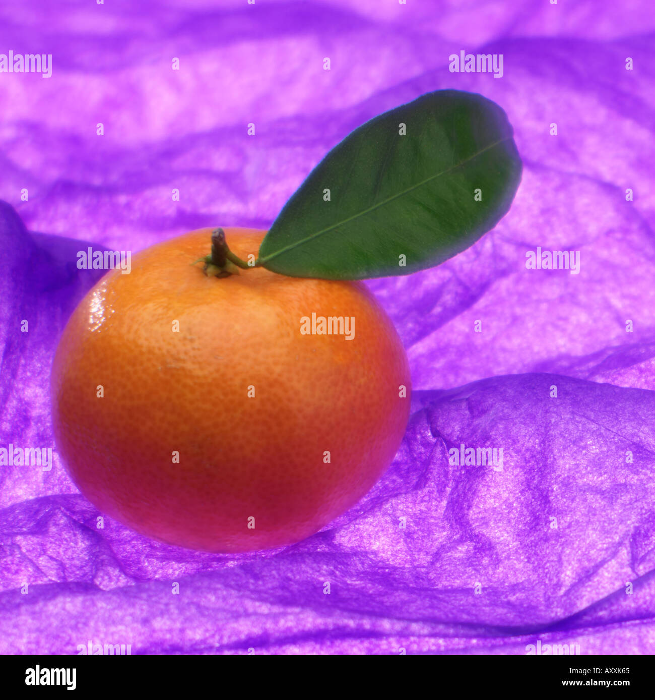 Single clementine on purple tissue with leaf Stock Photo - Alamy