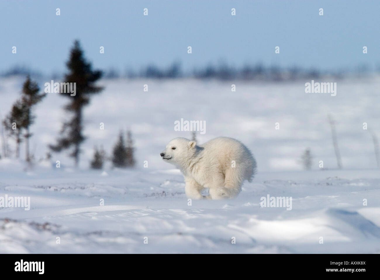 Polar Bear Cub, (Ursus maritimus), Churchill, Manitoba, Canada Stock Photo - Alamy
