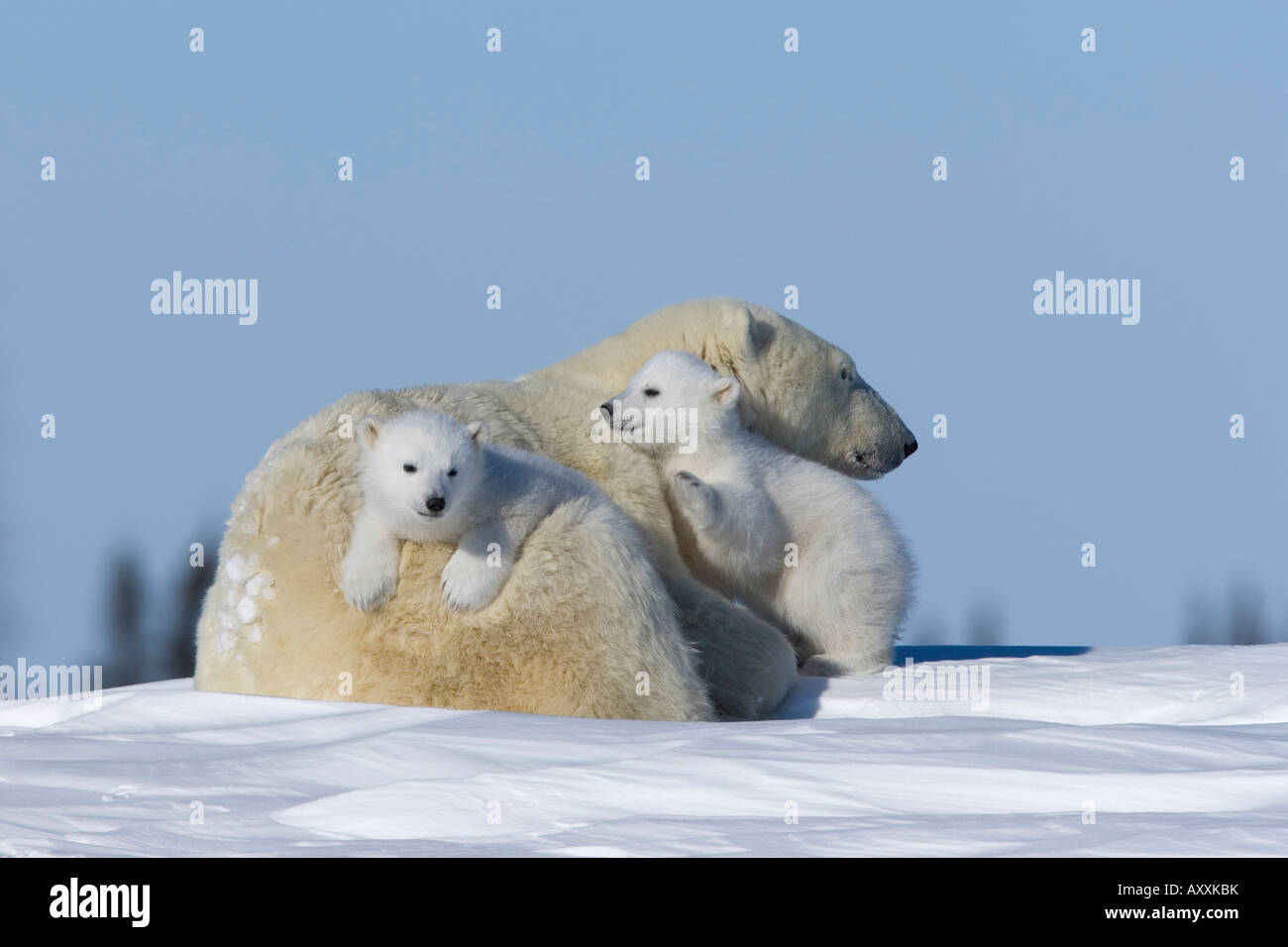 Polar Bear with cubs, (Ursus maritimus), Churchill, Manitoba, Canada Stock Photo - Alamy