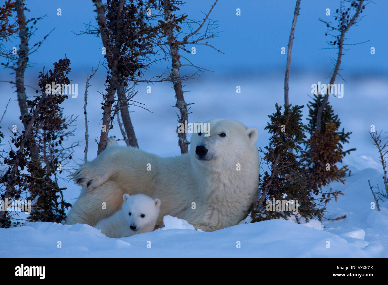 Polar Bear with cubs, (Ursus maritimus), Churchill, Manitoba, Canada Stock Photo - Alamy