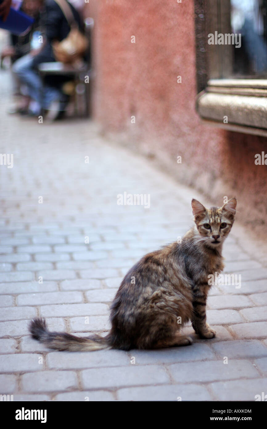 Street cat in Alleyway Marrakesh Morocco Stock Photo - Alamy