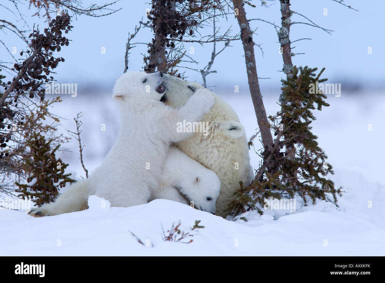 Polar Bear with cubs, (Ursus maritimus), Churchill, Manitoba, Canada Stock Photo - Alamy