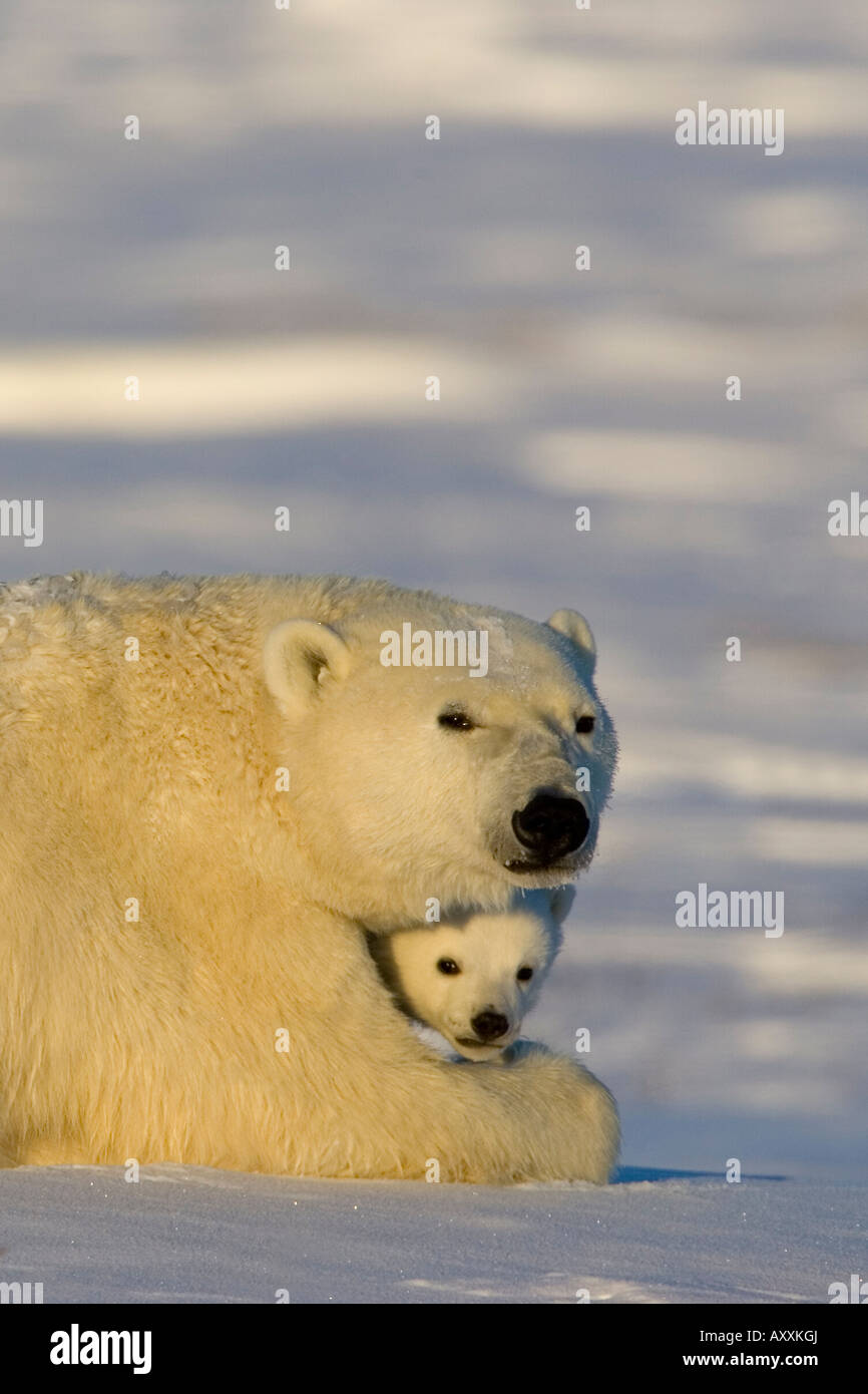 Polar Bear with cubs, (Ursus maritimus), Churchill, Manitoba, Canada Stock Photo - Alamy