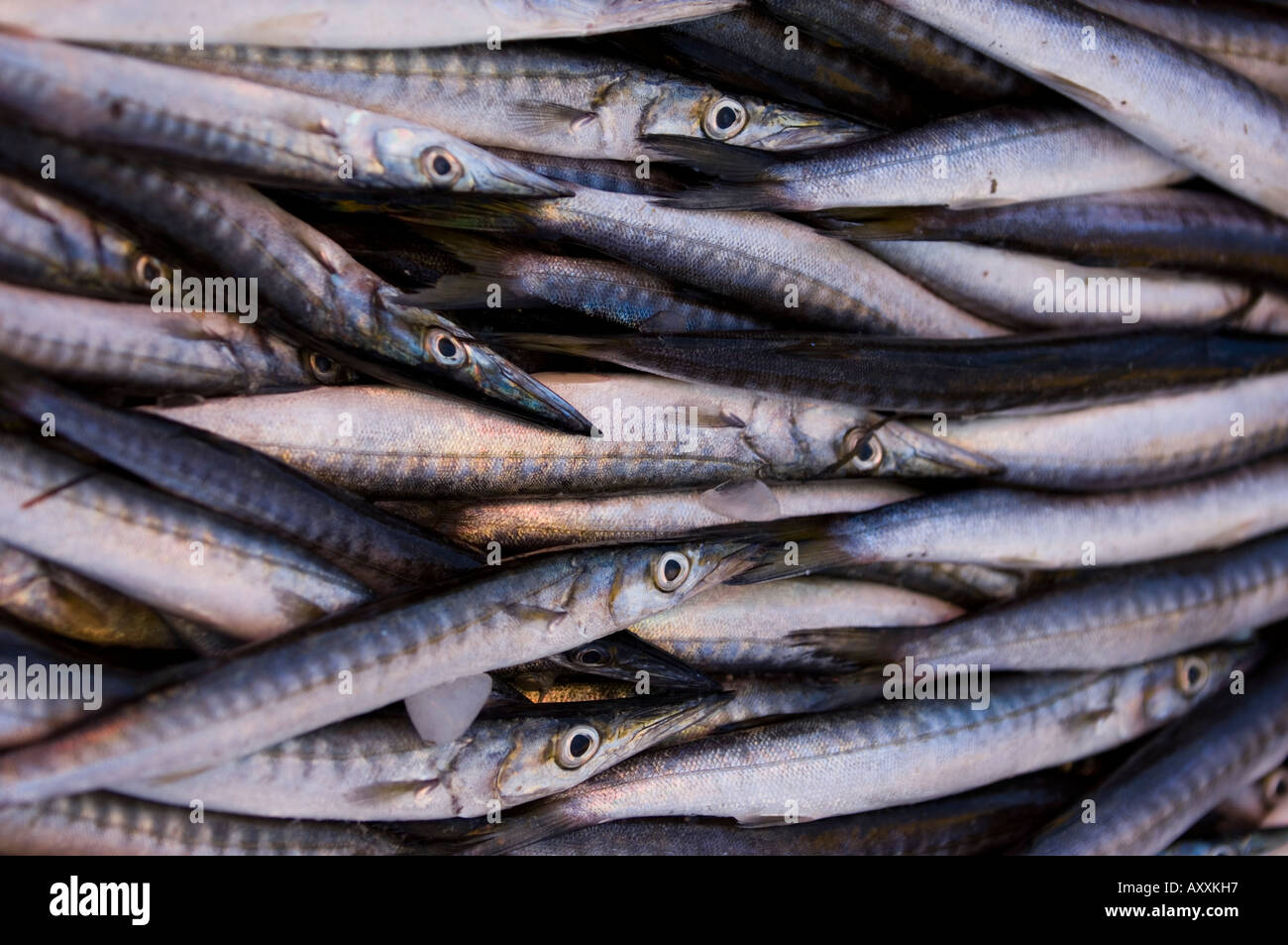 Fish market Lebanon Middle East Stock Photo - Alamy