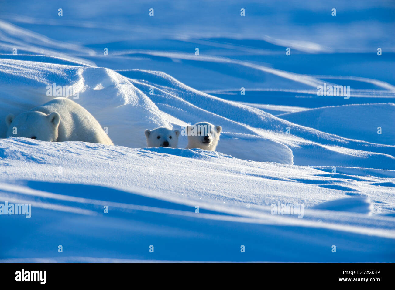 Polar Bear with cubs, (Ursus maritimus), Churchill, Manitoba, Canada Stock Photo - Alamy