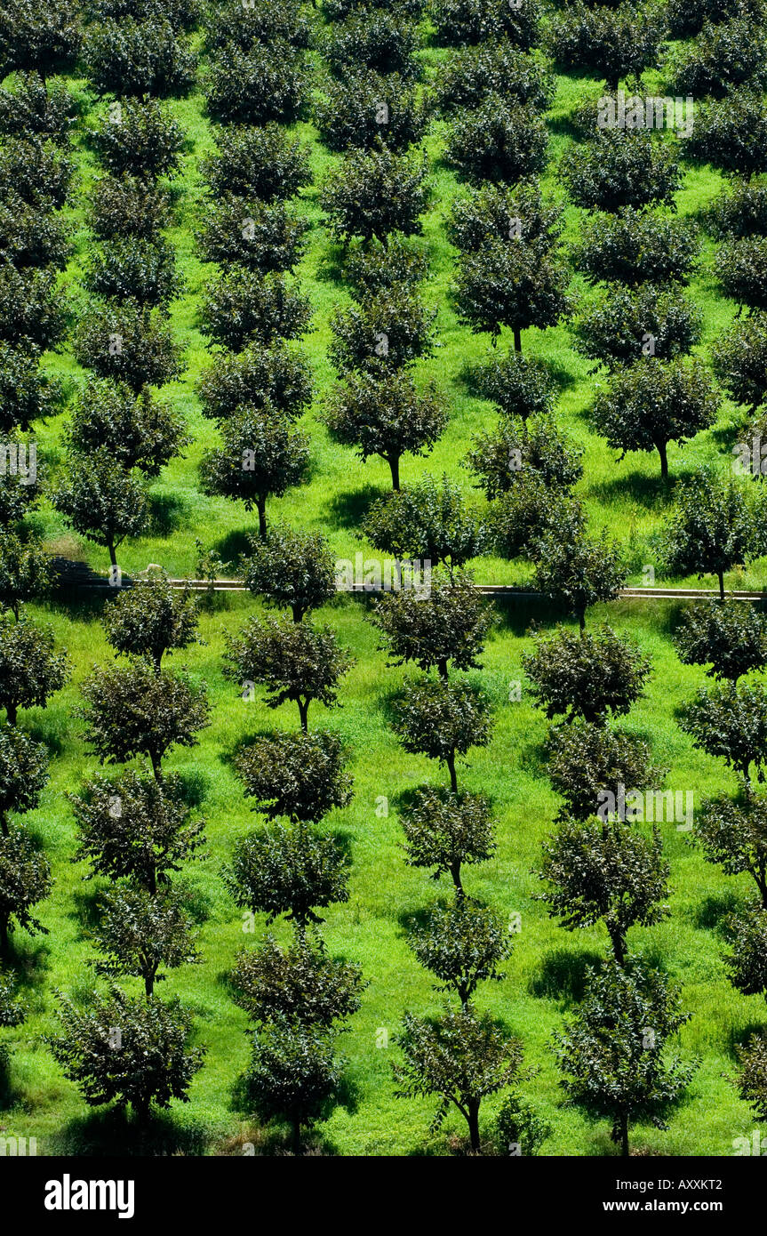 field of trees Stock Photo - Alamy