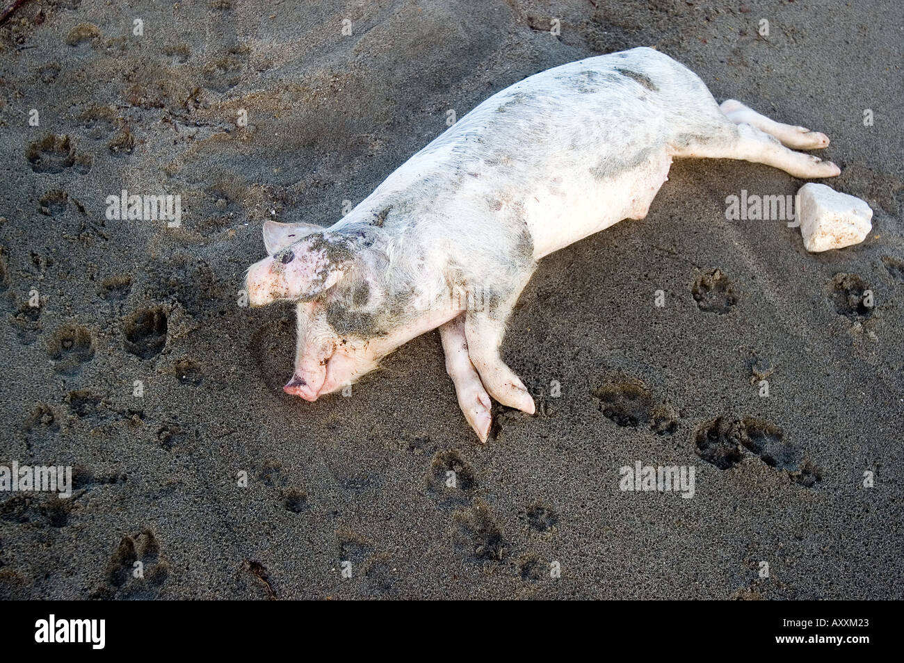 dead pig on sand Stock Photo - Alamy