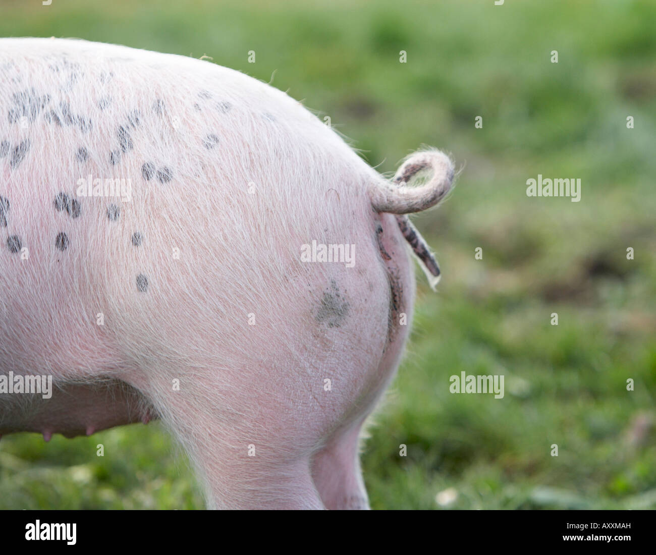 a curly pig tail Stock Photo: 16934968 - Alamy