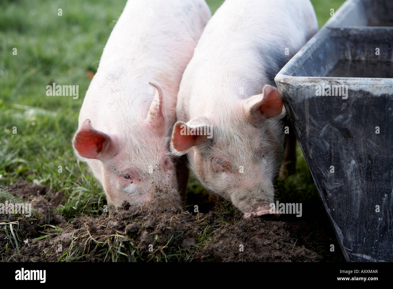 two pigs digging up earth by water trough Stock Photo - Alamy