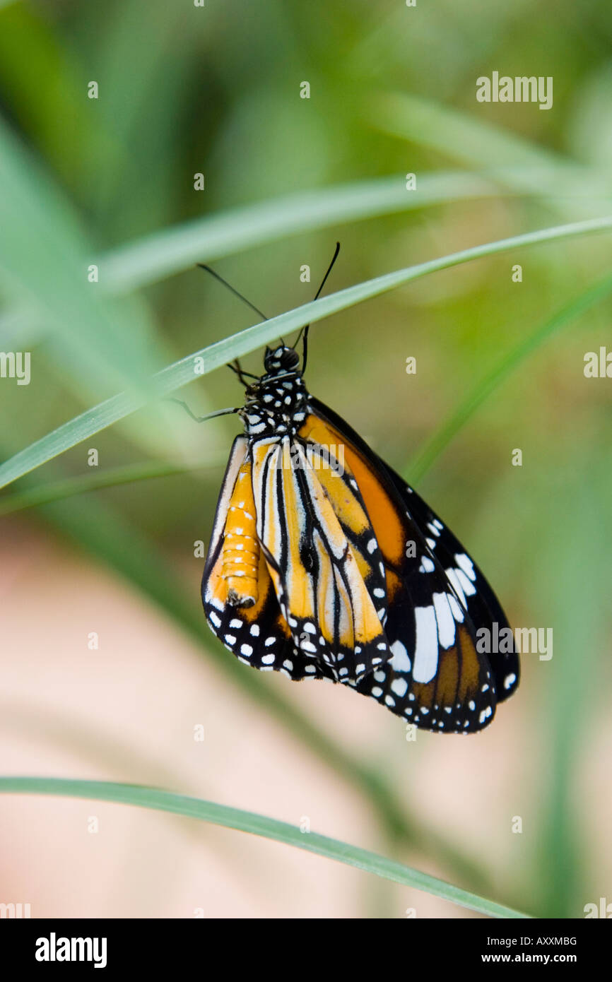 Newly emerged monarch butterfly drying its wings Stock Photo - Alamy