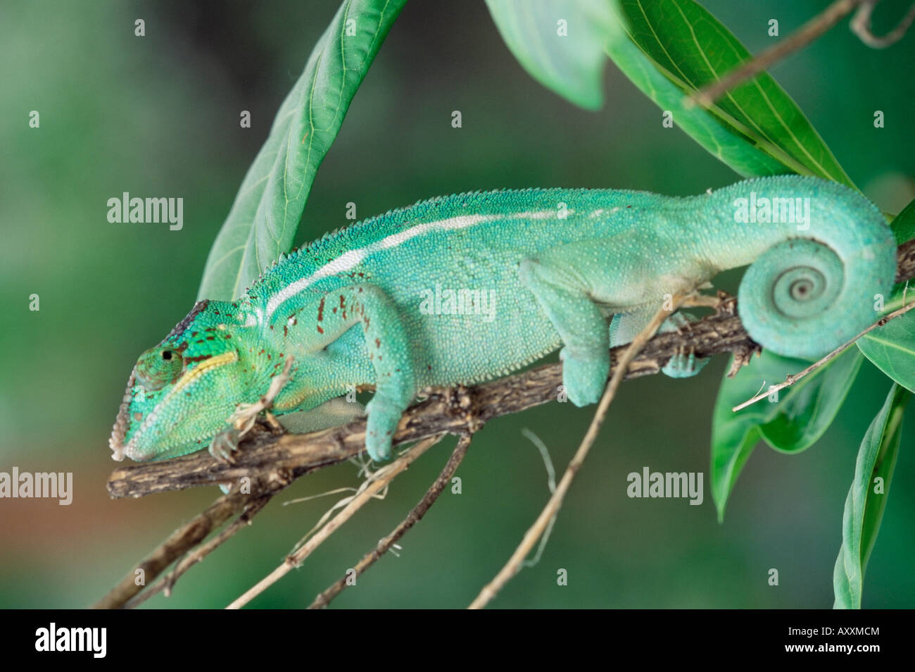 Side view of a chameleon hi-res stock photography and images - Alamy