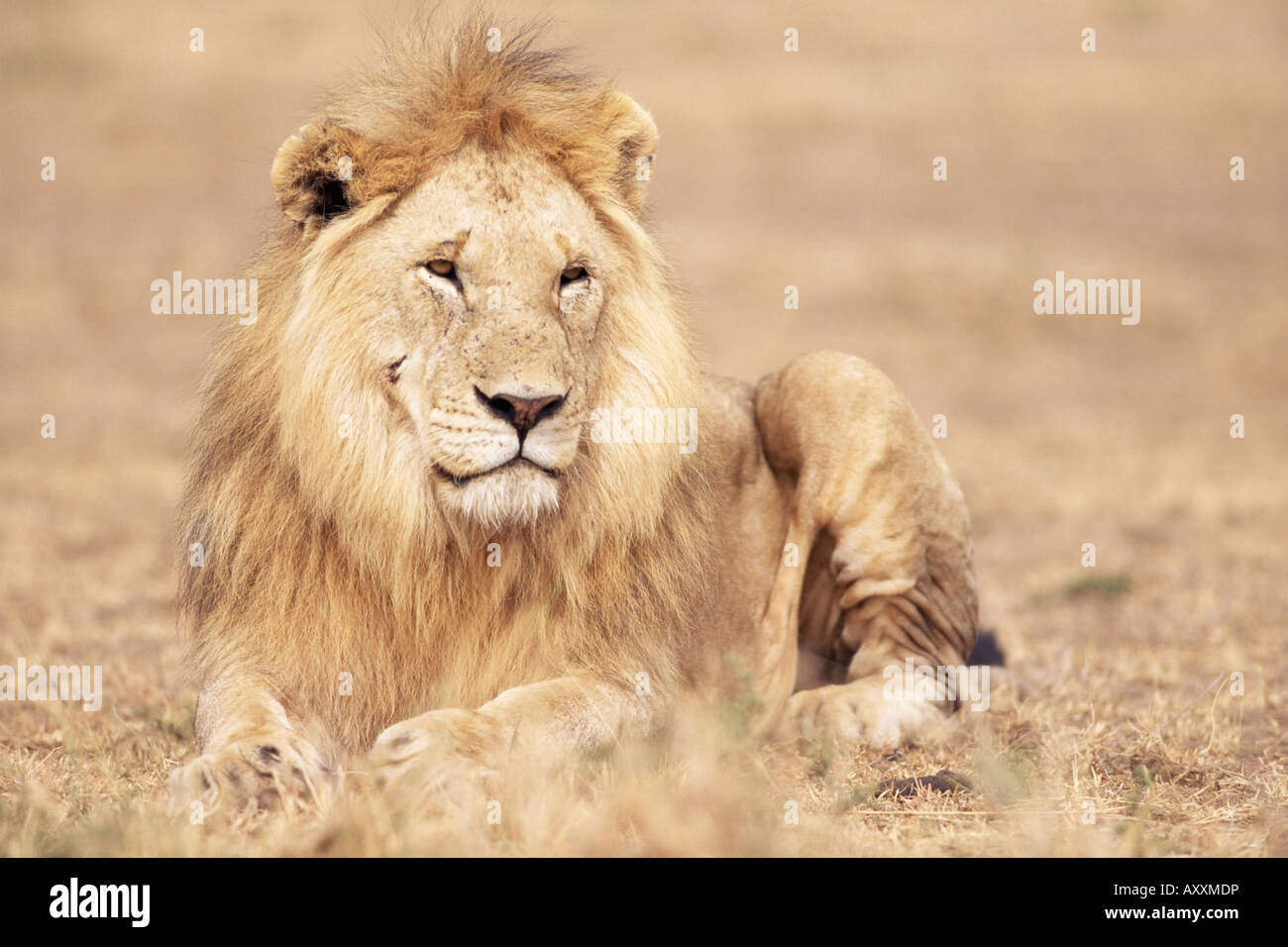 East african lion hi-res stock photography and images - Alamy