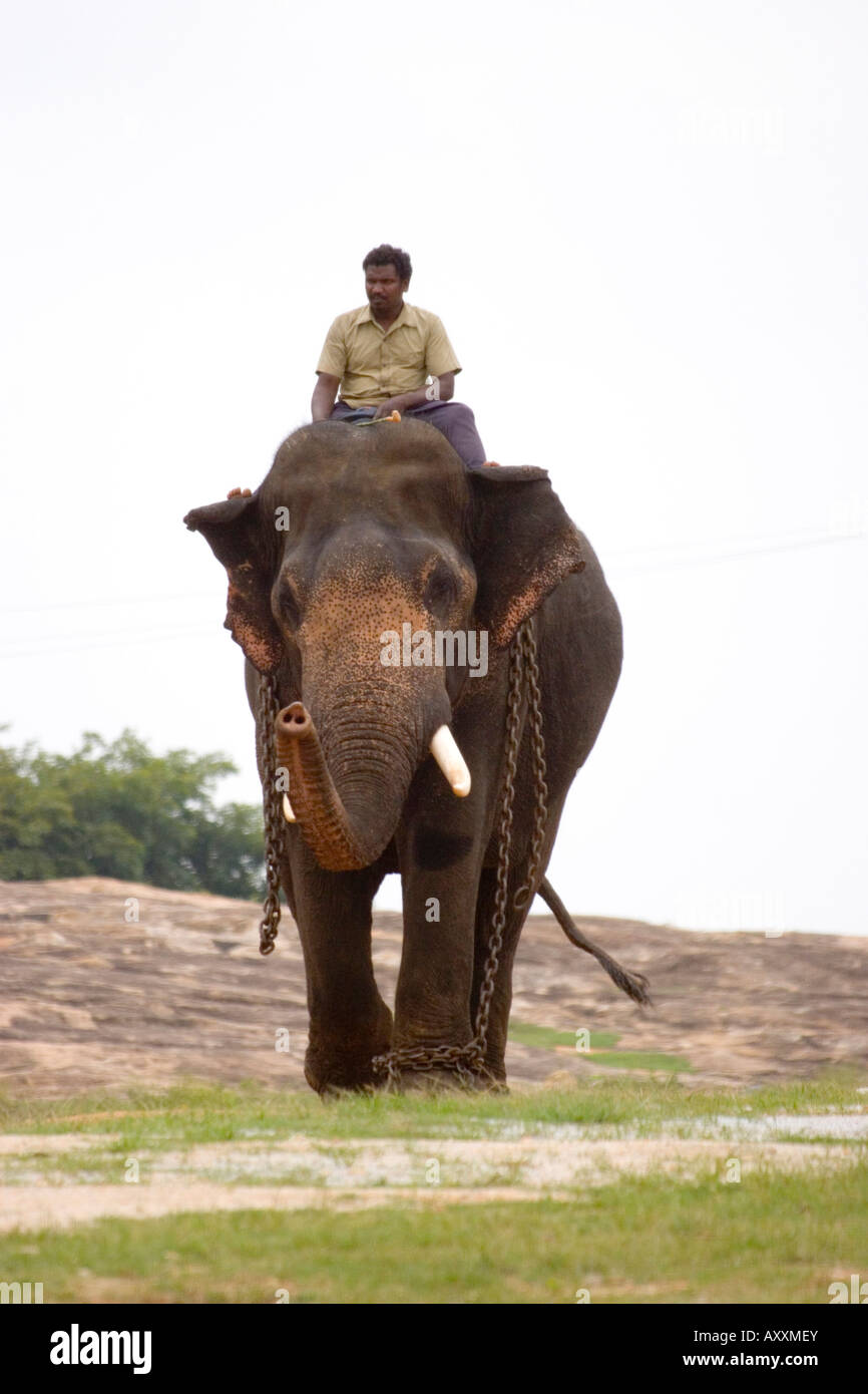 Zoo keeper riding on the back of an adult male bull elephant Stock ...