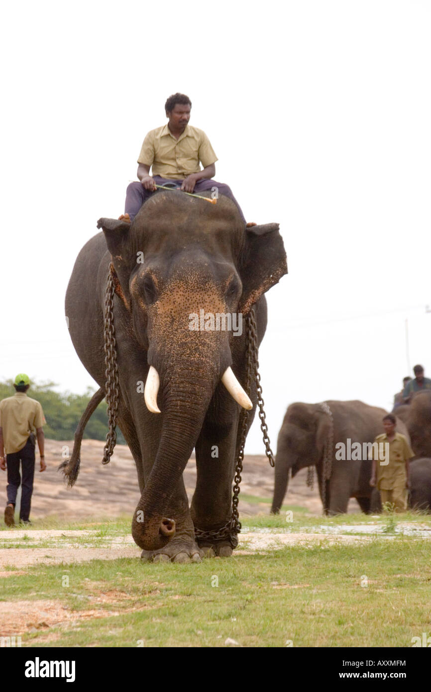 Zoo keeper riding on the back of an adult male bull elephant Stock ...