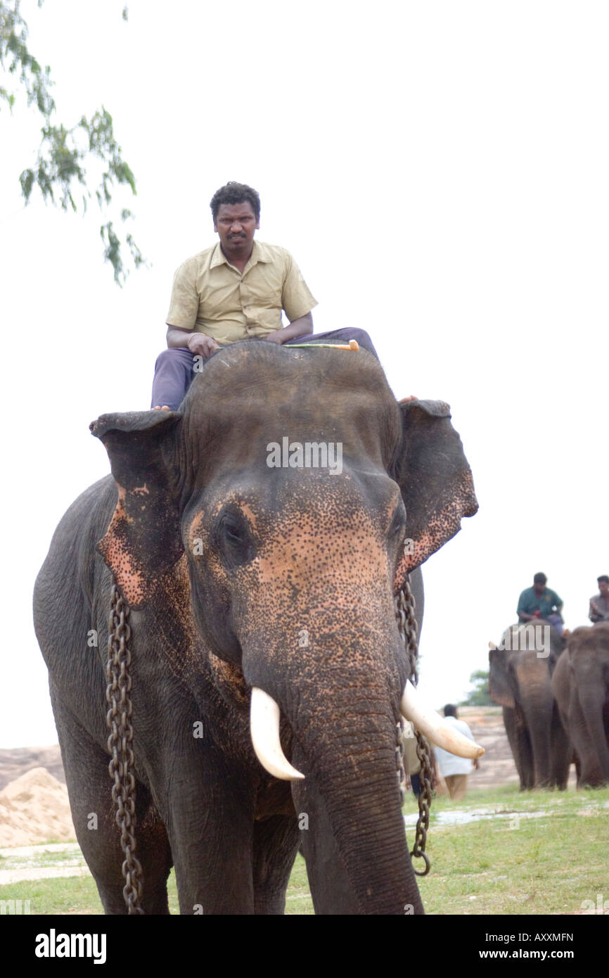 Zoo keeper riding on the back of an adult male bull elephant Stock ...
