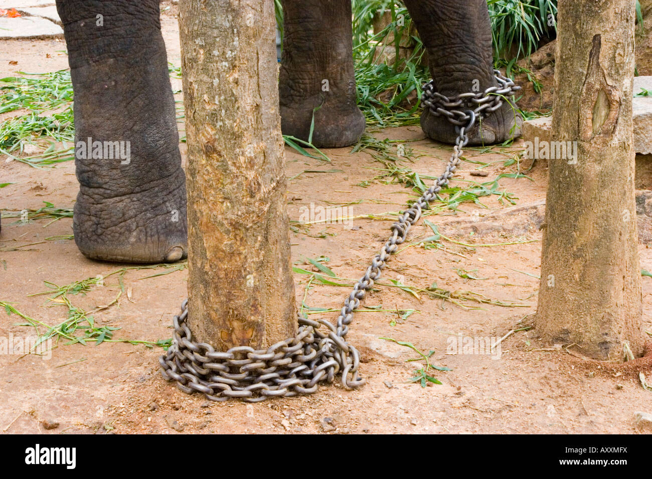 Captive elephants tethered by chains tied to their feet and legs Stock ...