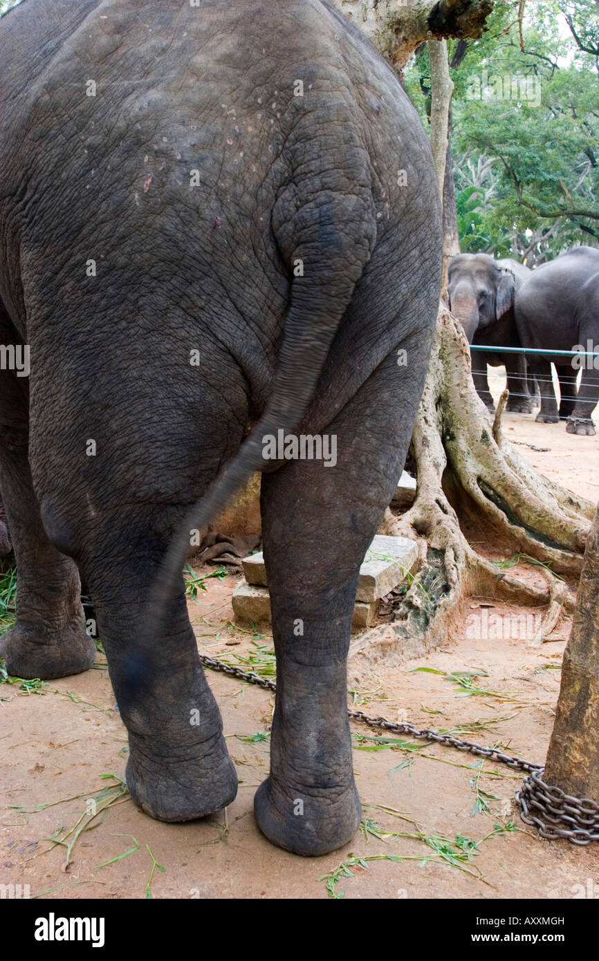 Elephants backside hi-res stock photography and images - Alamy