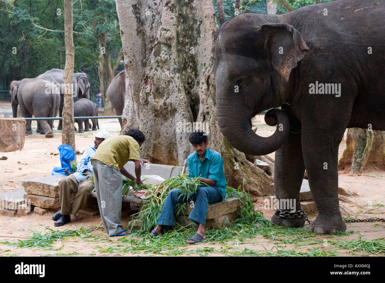 Feeding time in the elephant enclosure Stock Photo - Alamy