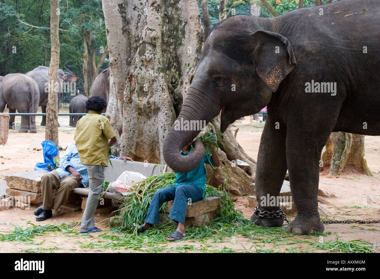 Elephant enclosure hi-res stock photography and images - Alamy