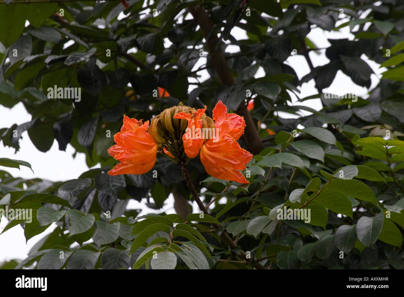 Beautiful Indian flowers Stock Photo - Alamy