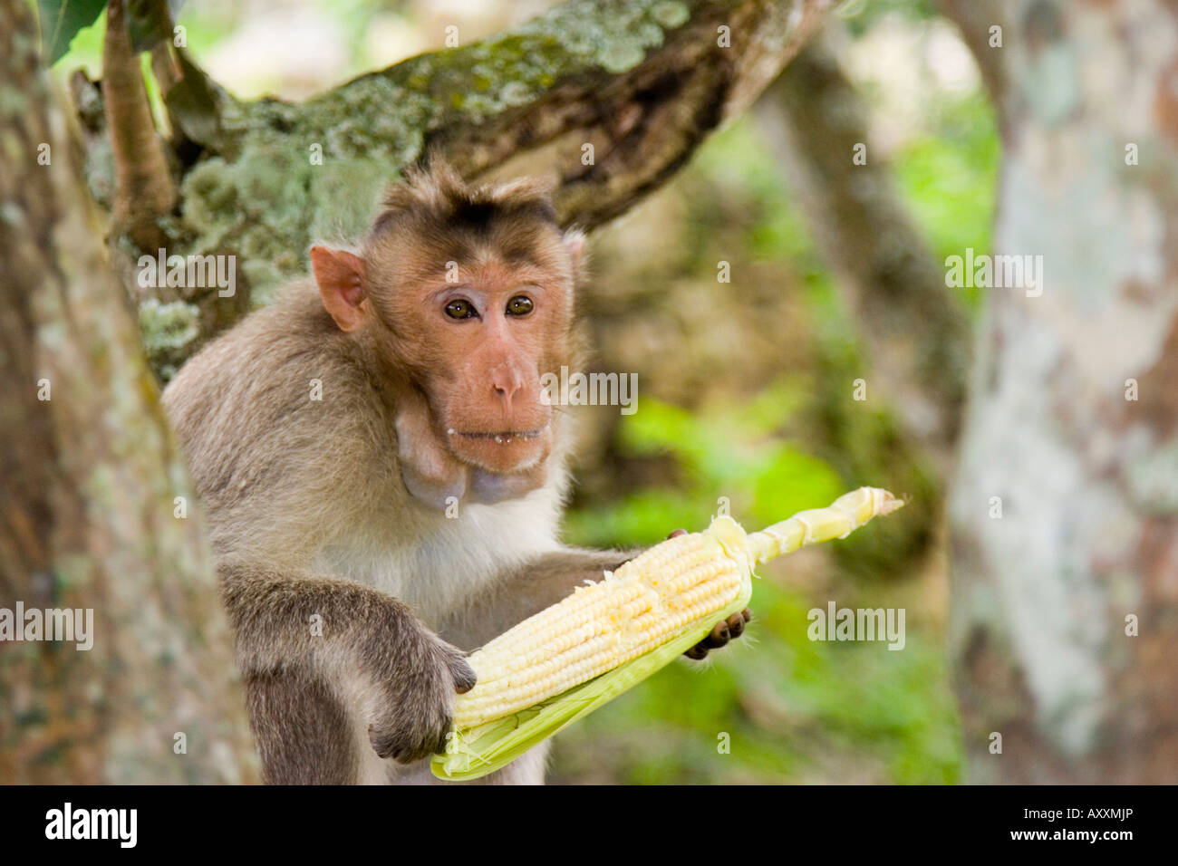 Monkey corn tree hi-res stock photography and images - Alamy