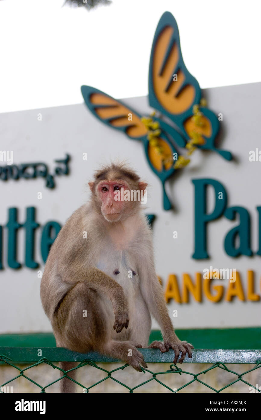 Butterfly Park Bangalore High Resolution Stock Photography and Images ...