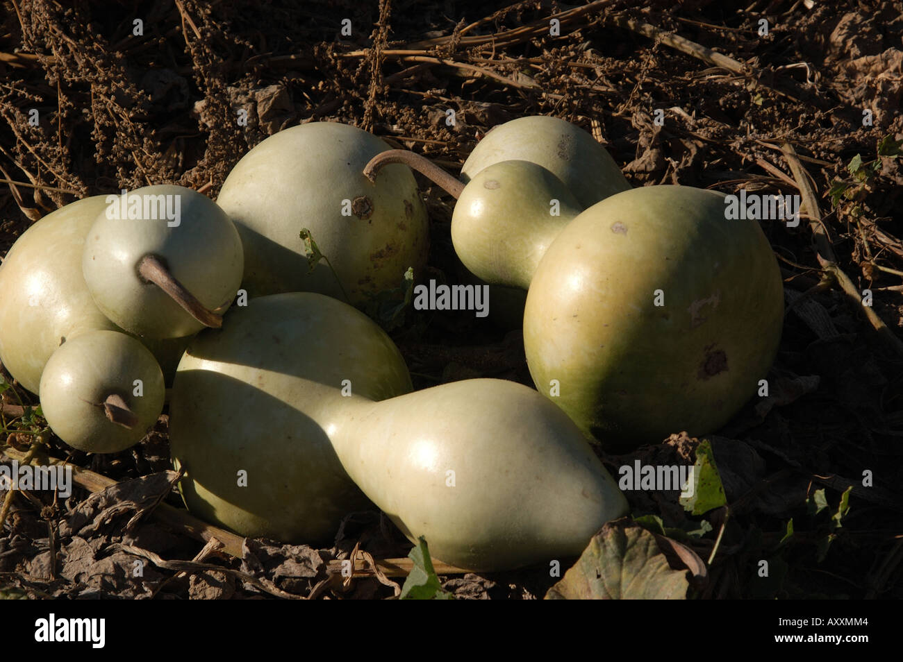 Goards hi-res stock photography and images - Alamy
