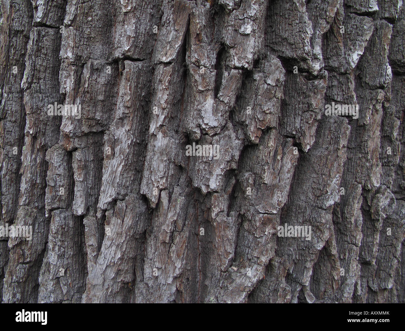 Old oak tree bark Quercus robur Stock Photo - Alamy