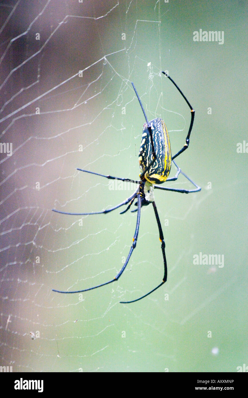 Very large spider in web Stock Photo - Alamy