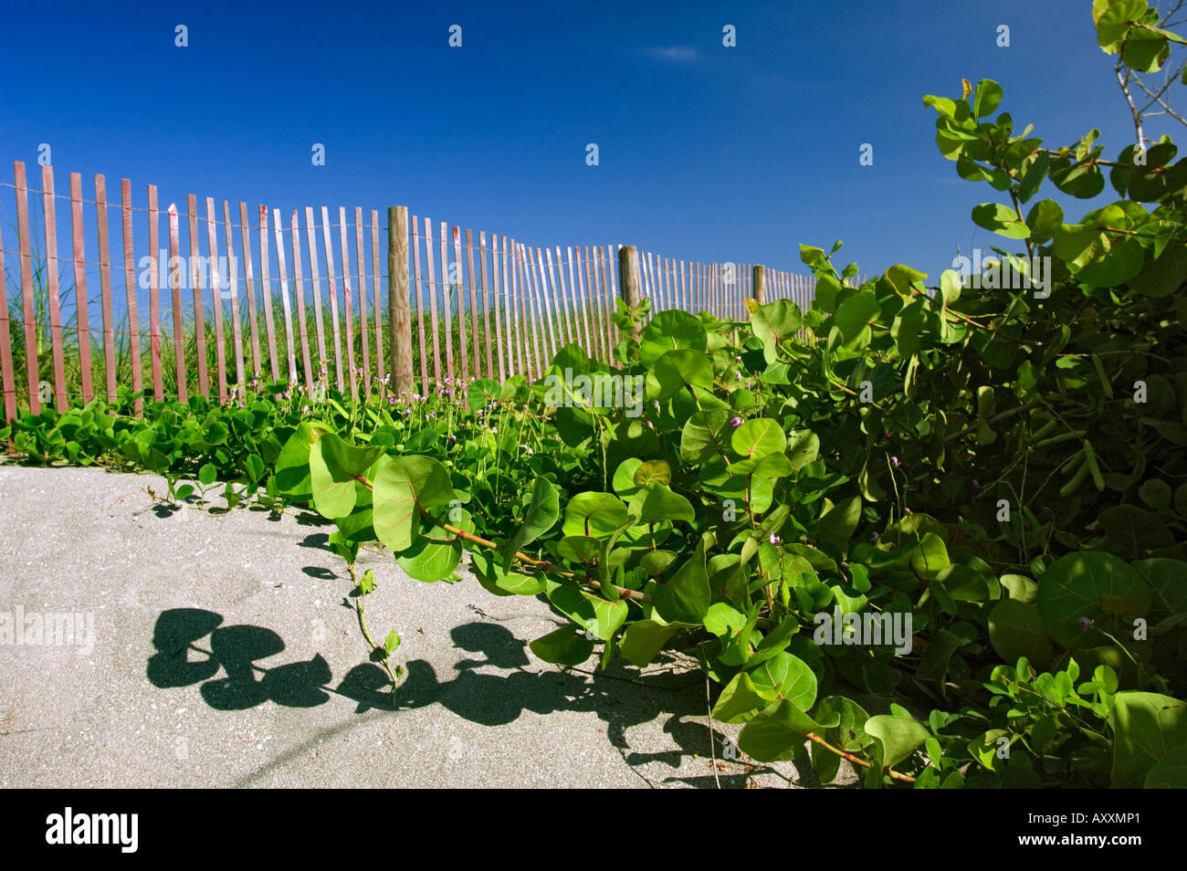 Sea Grape Coccoloba Uvifera High Resolution Stock Photography and ...