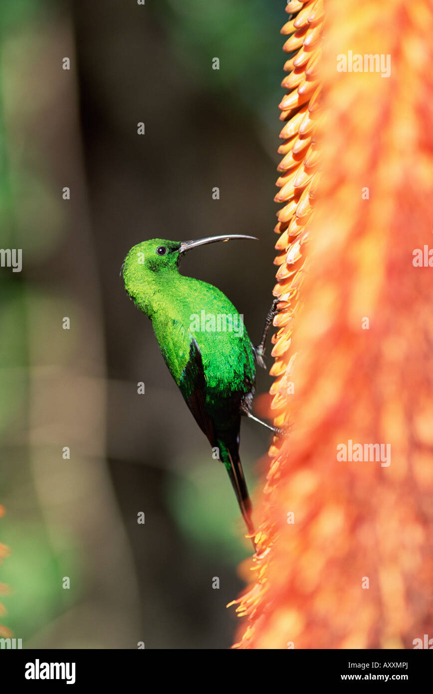 Nectarinia famosa hi-res stock photography and images - Alamy
