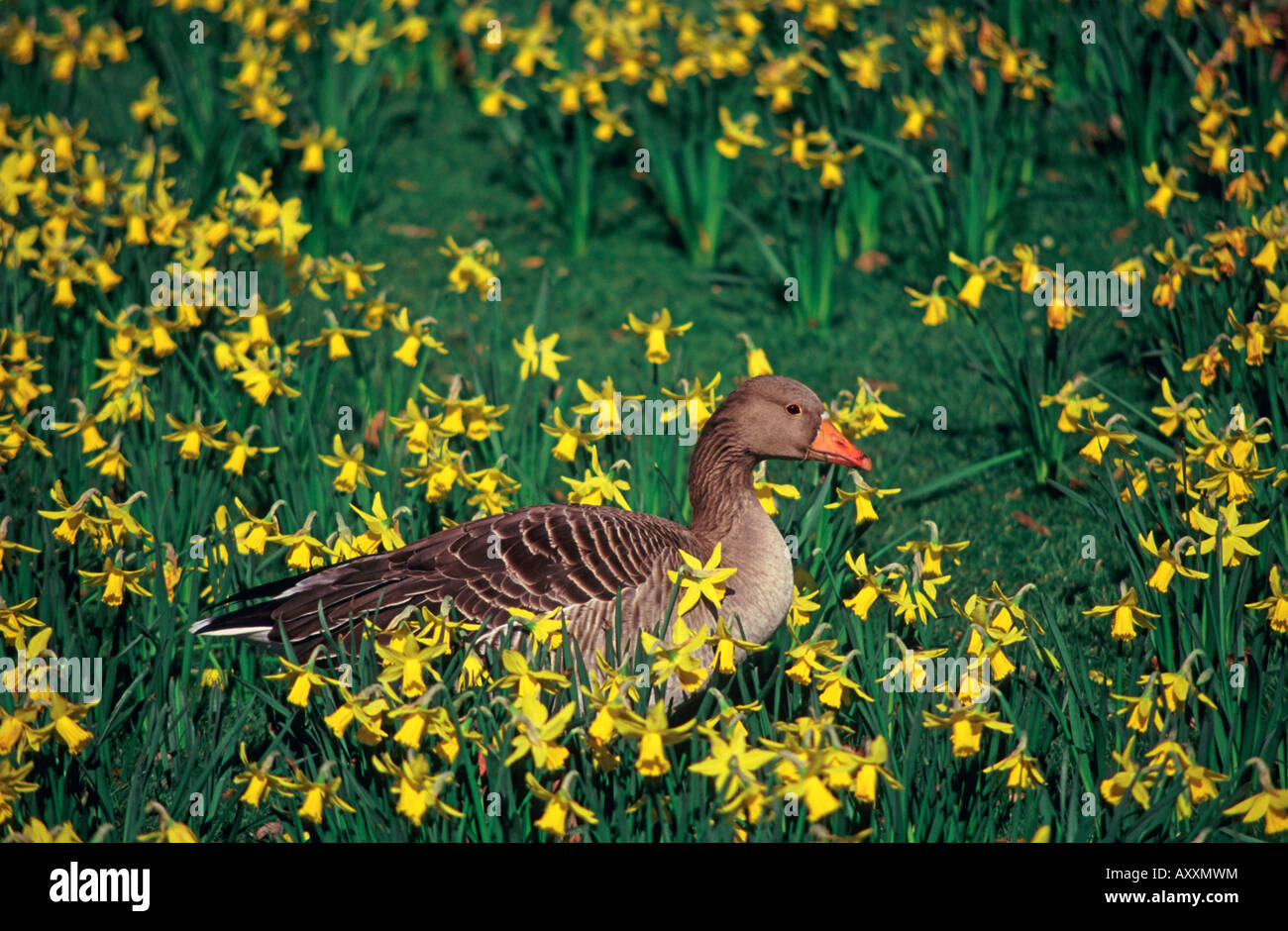 Greylag geese (anser anser) display hi-res stock photography and images ...