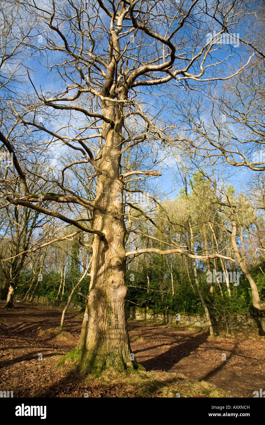 sweet chestnut Castanea sativa winter Stock Photo - Alamy