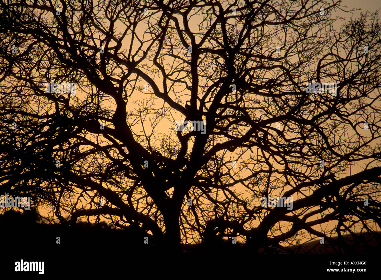 Barren oak tree branches at sunset Briones Regional Park Contra Costa ...