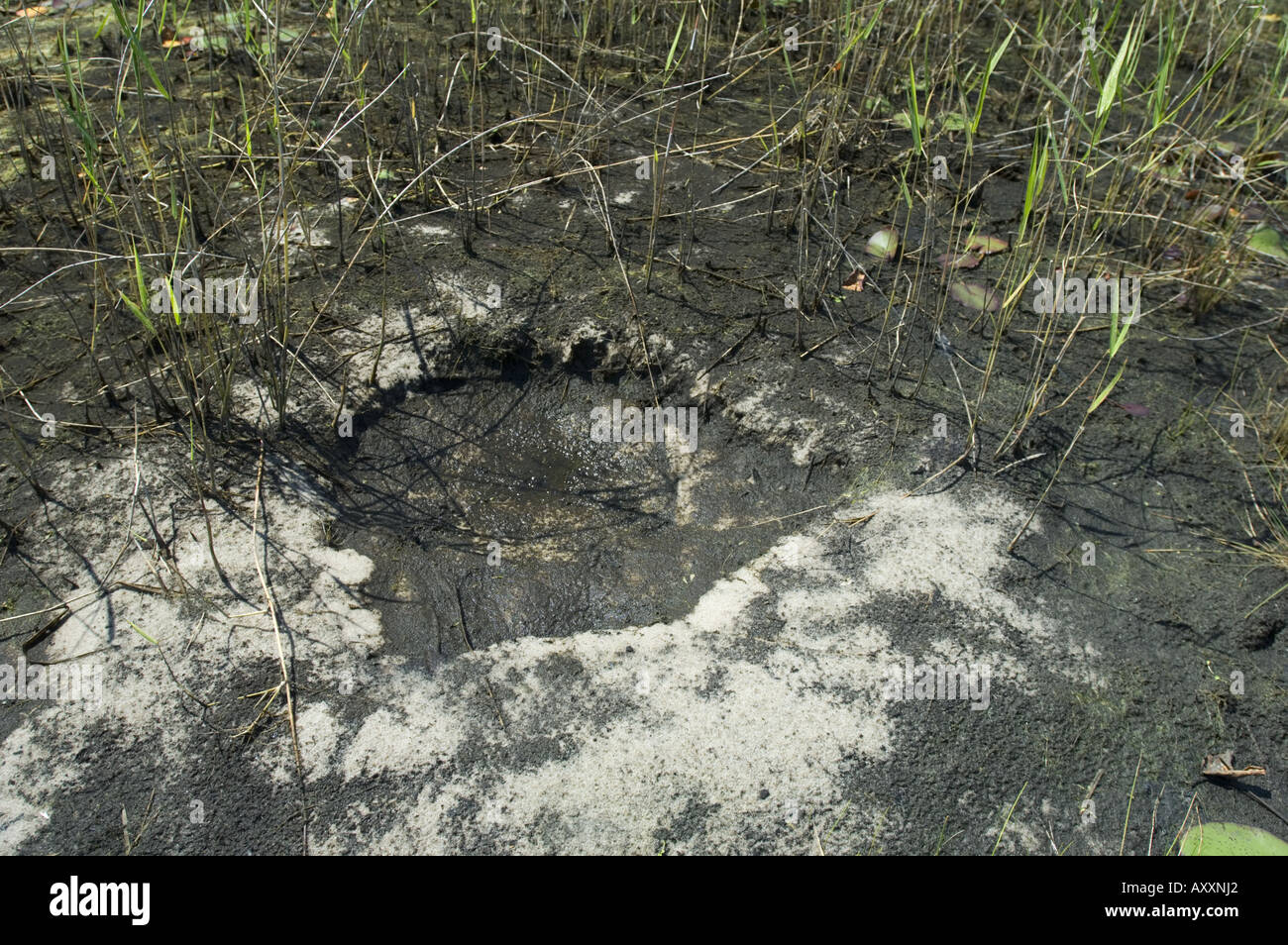receding wetlands drying fish nest dried out Savannas State Preserve ...