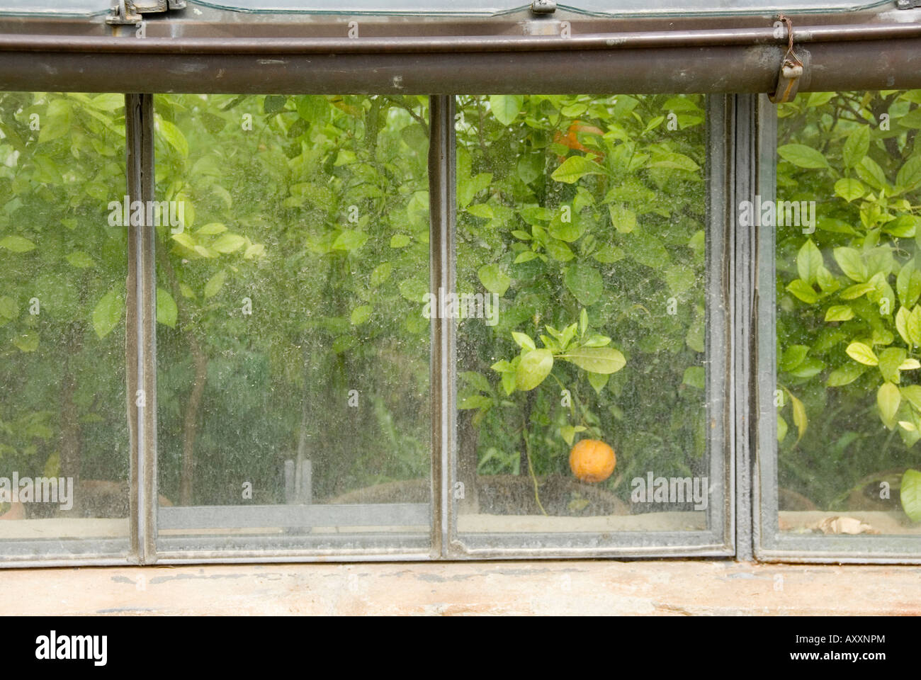 Garden of the Medici Villa of Castello, Sesto Fiorentino, Florence ...