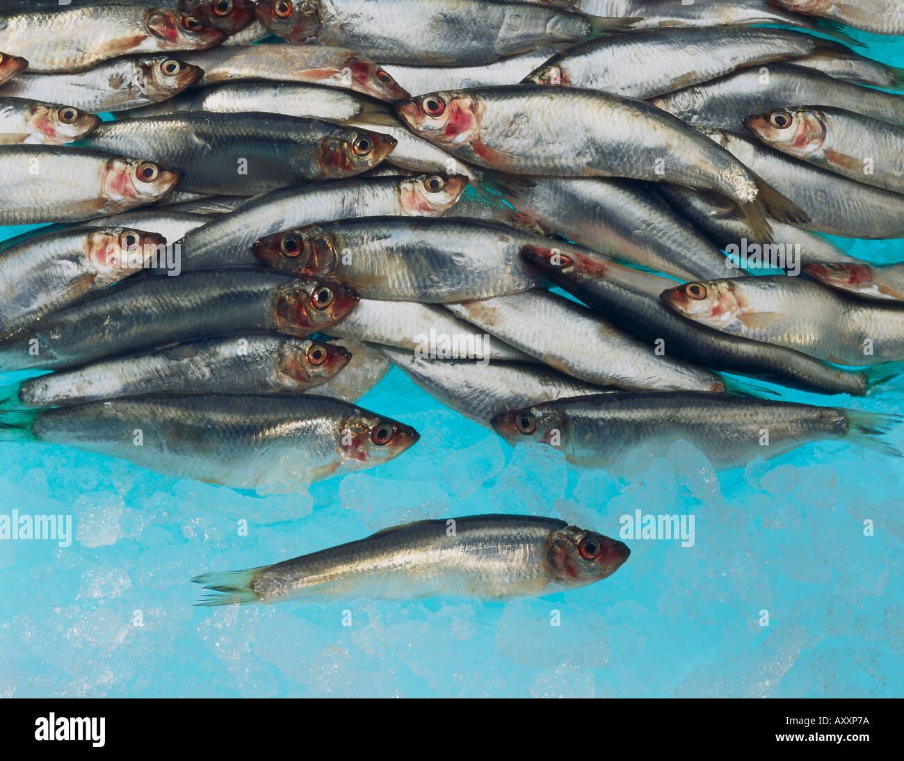 collection of spratts on ice on blue b/g Stock Photo - Alamy
