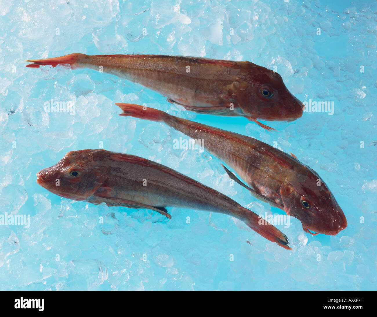 Whole red gurnard fish hi-res stock photography and images - Alamy