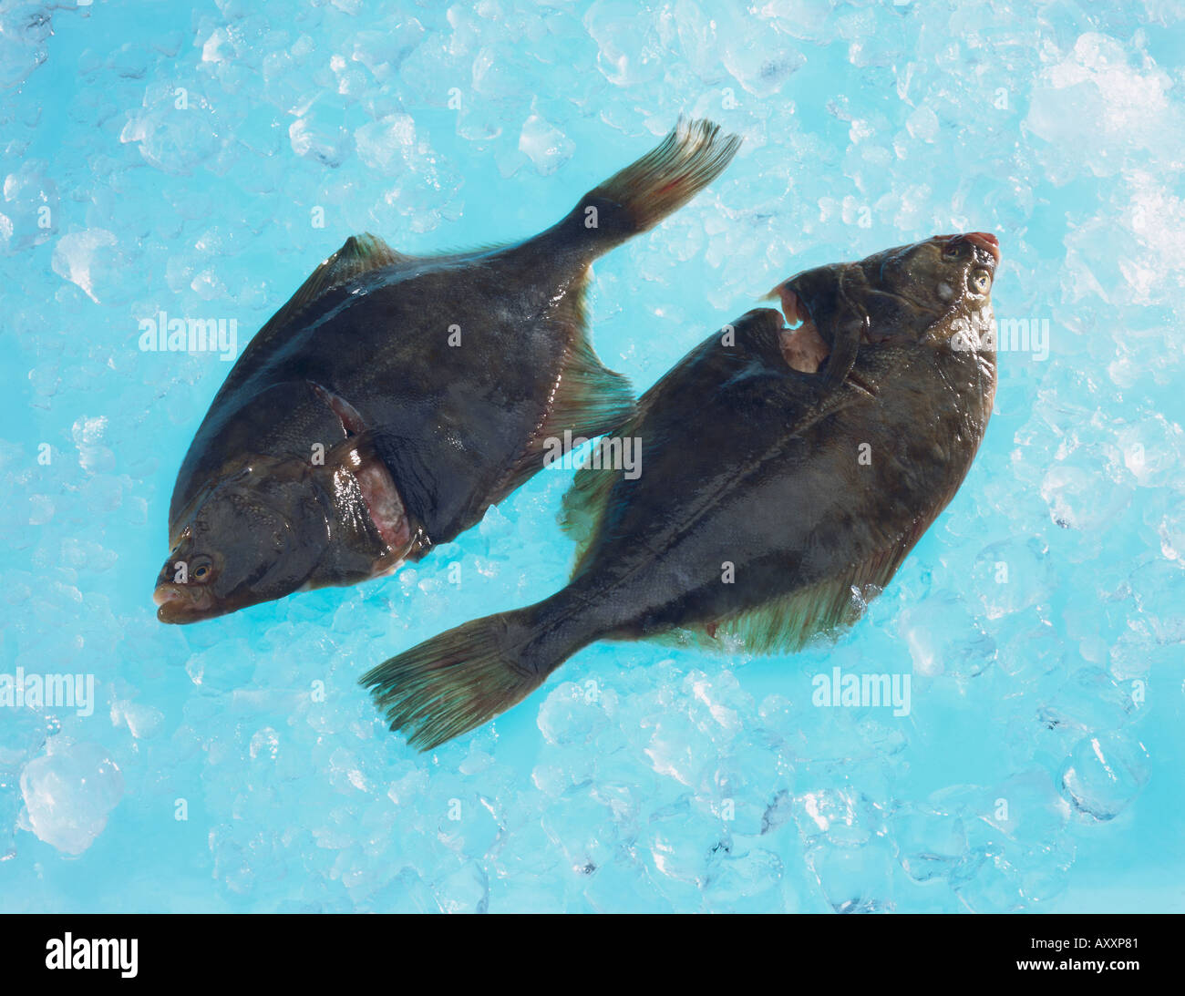 Blue b hi-res stock photography and images - Alamy