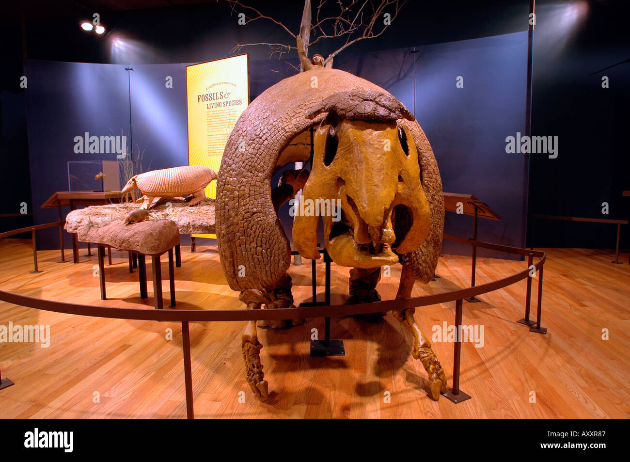 L Armadillo and R Glyptodont at The Darwin Exhibit at The American ...