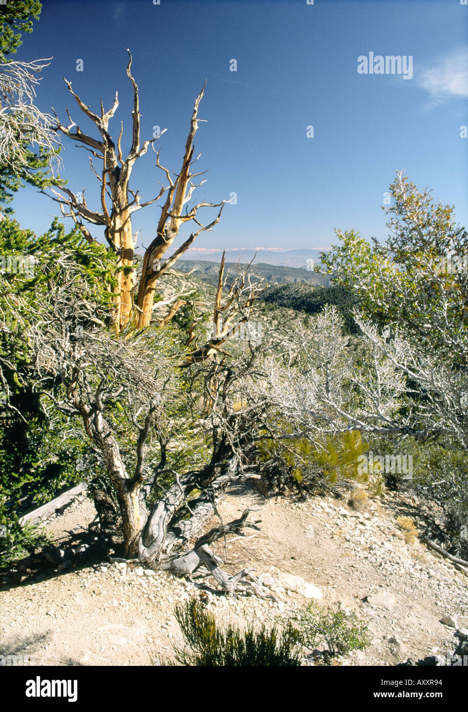 Bristlecone pine tree in Inyo National Forest park near Big Pine ...