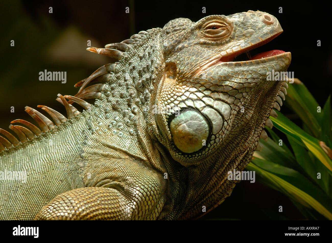 Green Iguana Iguana Iguana at The Darwin Exhibit at The American Museum ...