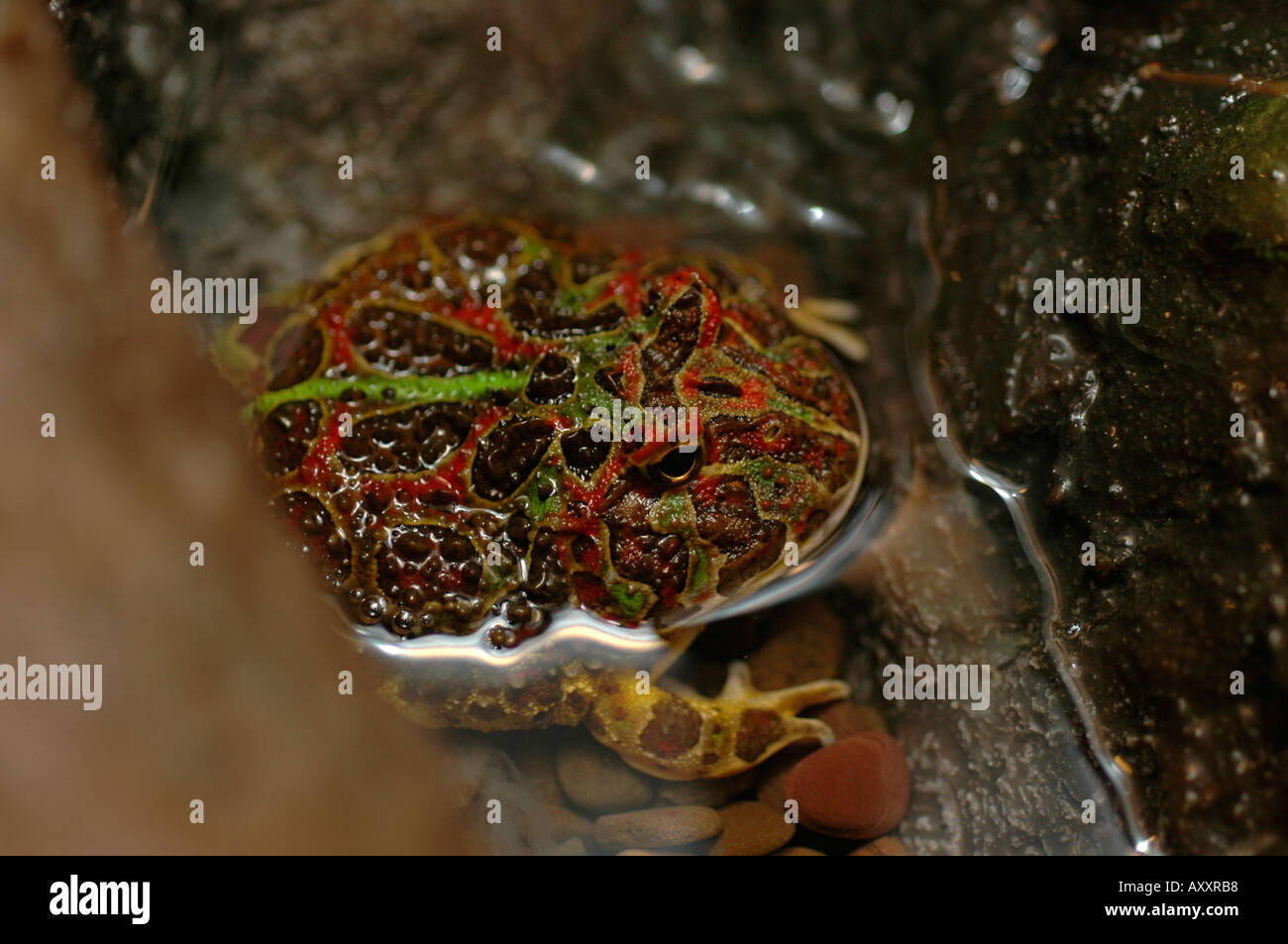 Ornate Horned Frog ceratophrys ornata at The Darwin Exhibit at The ...