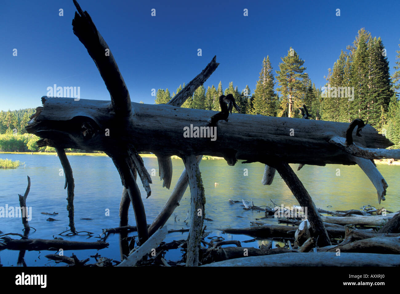 Fallen tree trunk log standing on branches on shore of Manzanita Lake ...