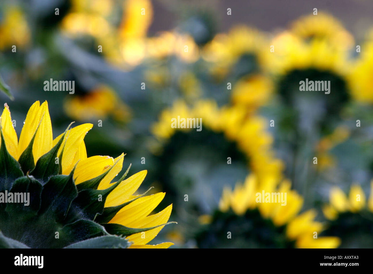 back of sunflower heads helianthus annuus Stock Photo - Alamy